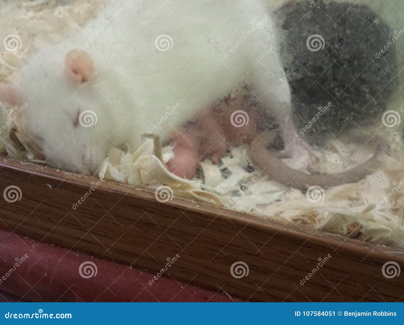 Rat babies sleeping stock image. Image of sleeping, younglings - 107584051