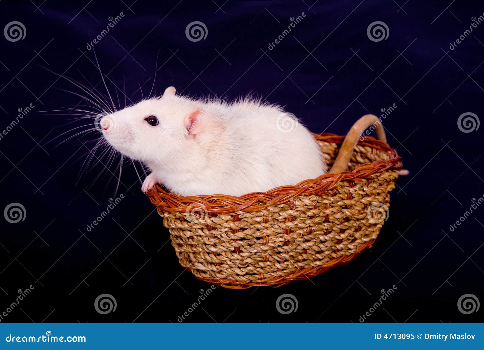 Rat in a basket stock image. Image of humor, white, animals - 4713095
