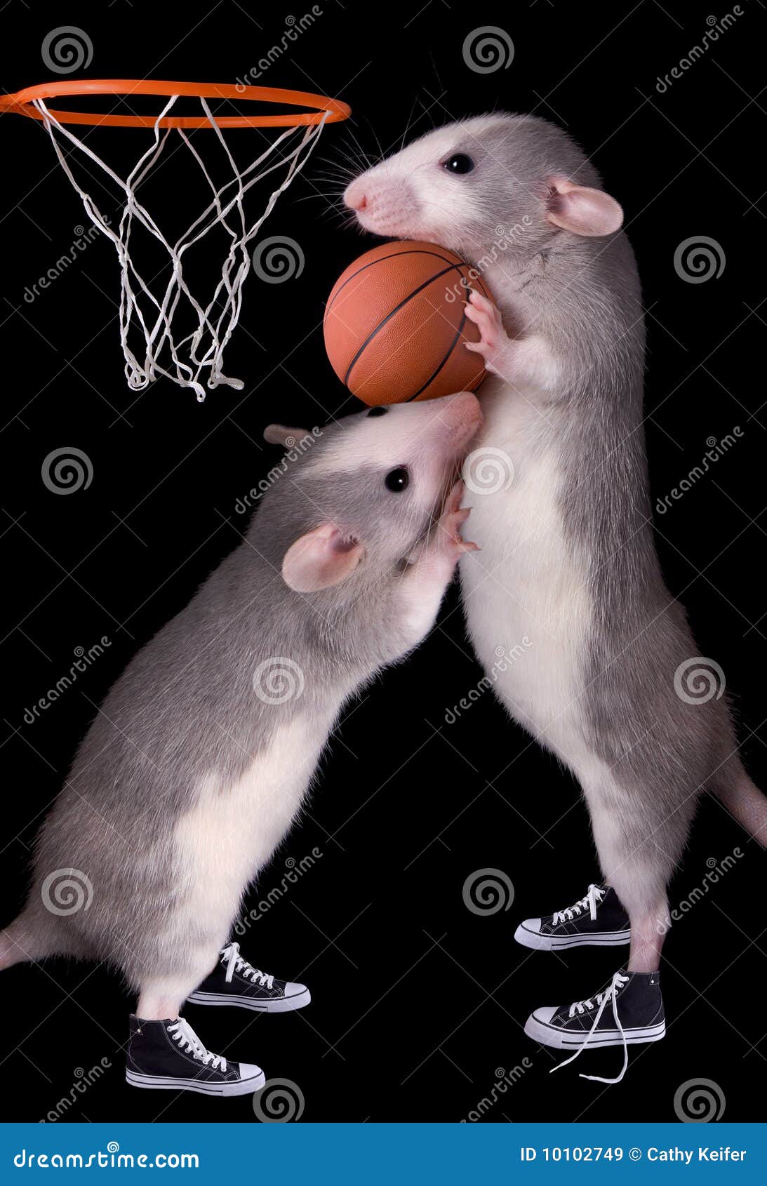 Rat basketball stock image. Image of vermin, basketball - 10102749