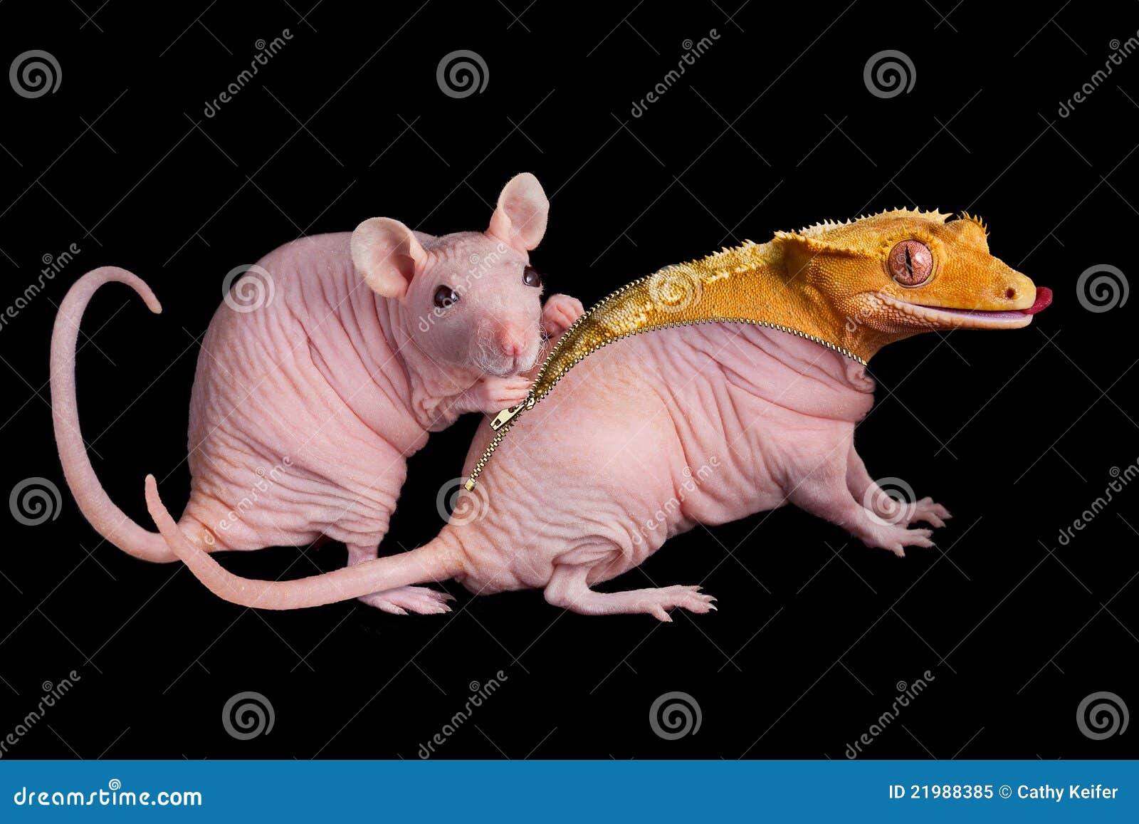Becomes Lizard Photos - Free & Royalty-Free Stock Photos from Dreamstime