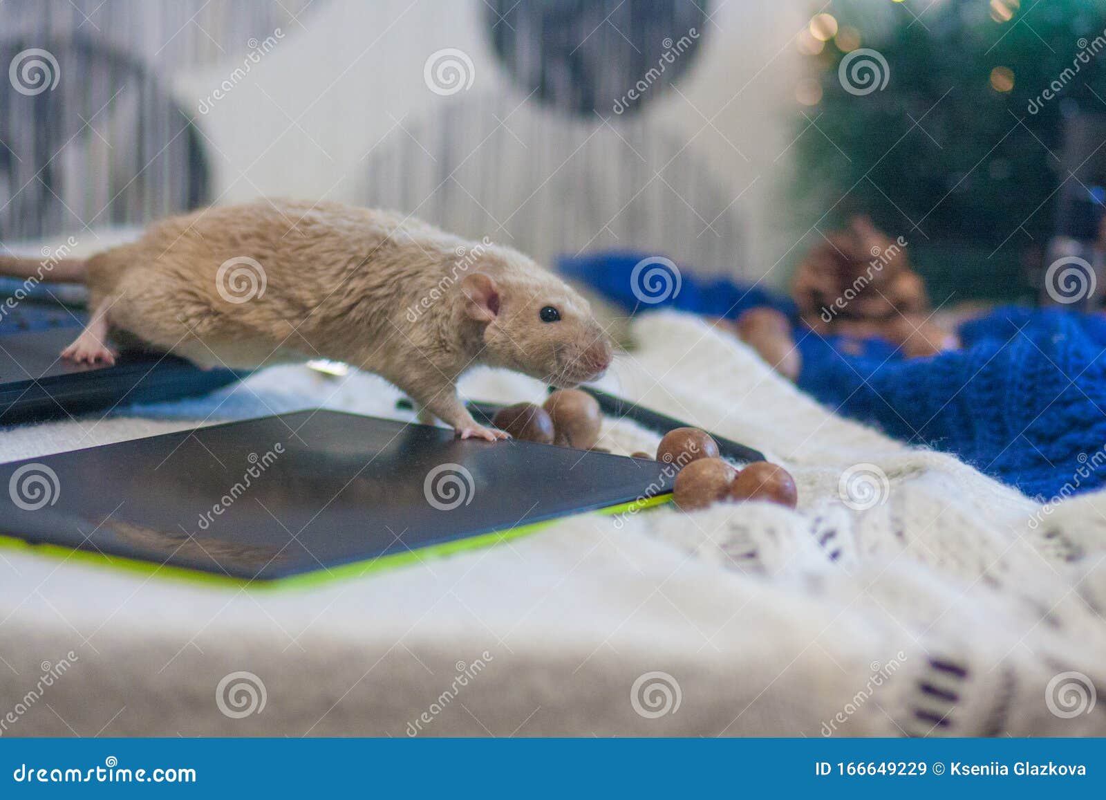 Rat Beige on a Computer Keyboard. Hacker and Hacking Sites Stock Image ...