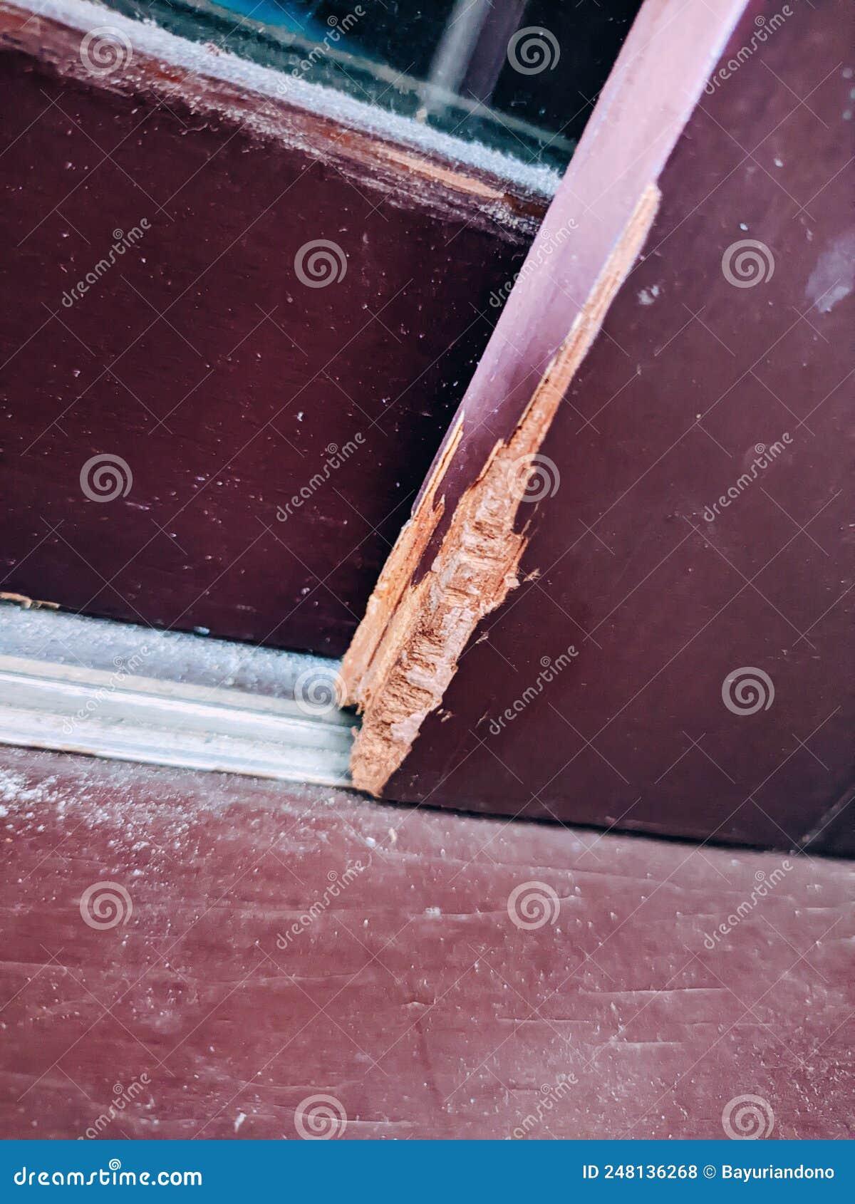 Rat Bite Marks in the Cupboard Stock Photo - Image of nature, fresh ...