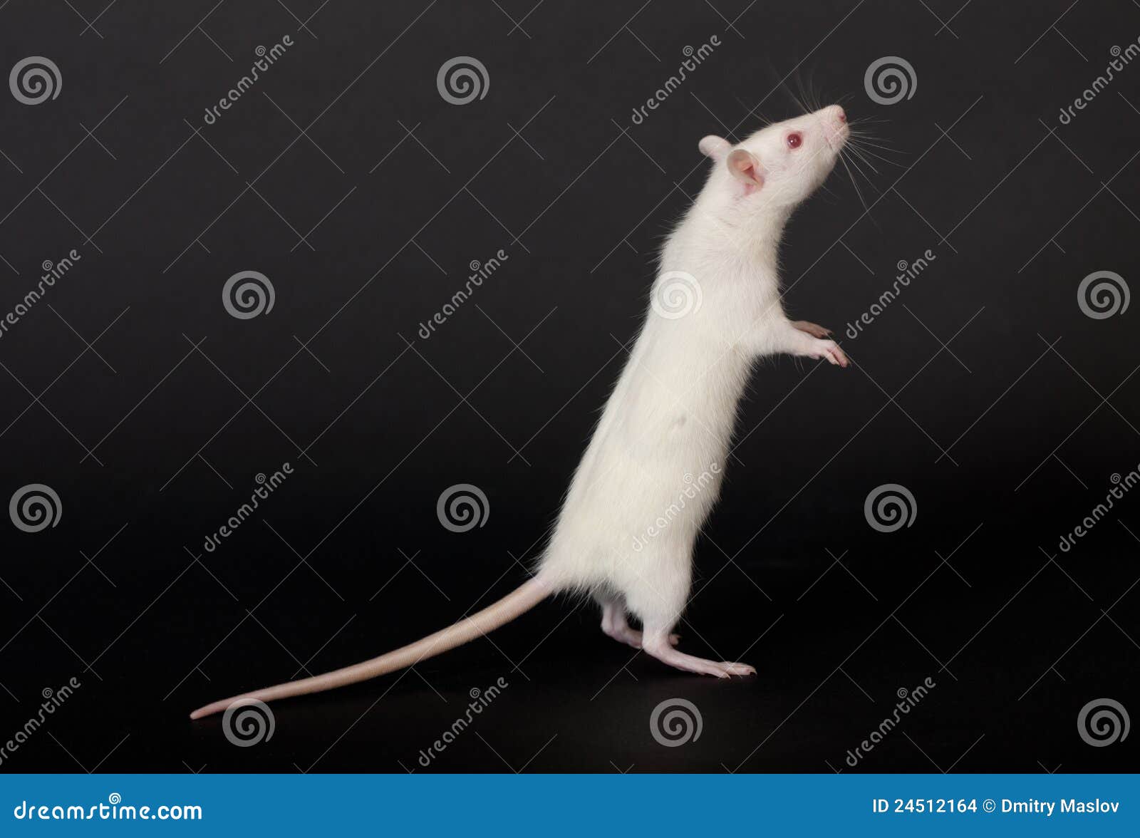 6,707 Rat Black Background Photos - Free & Royalty-Free Stock Photos ...
