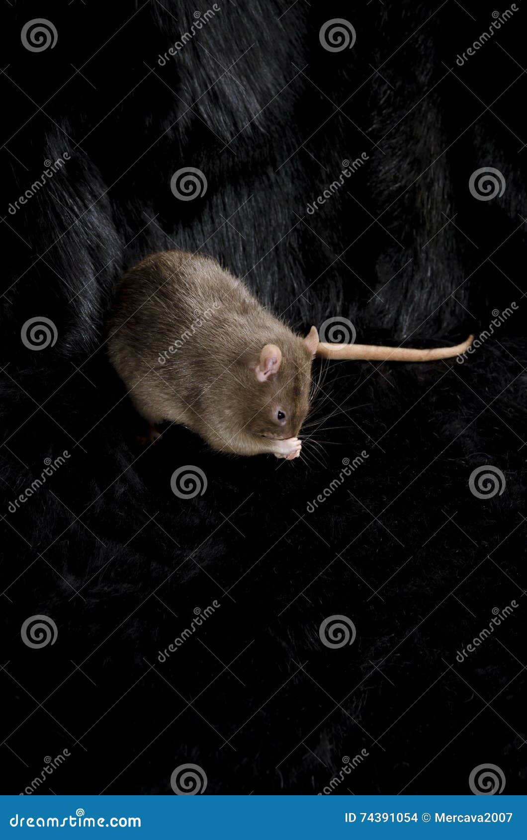 Rat on a black fur. stock photo. Image of domestic, mammal - 74391054