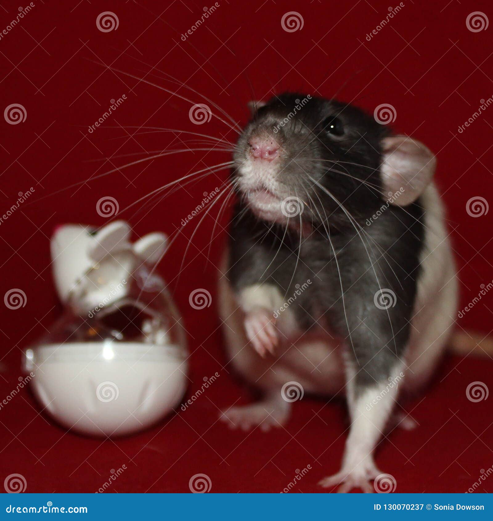 Rat stock image. Image of rodent, hooded, black - 130070237
