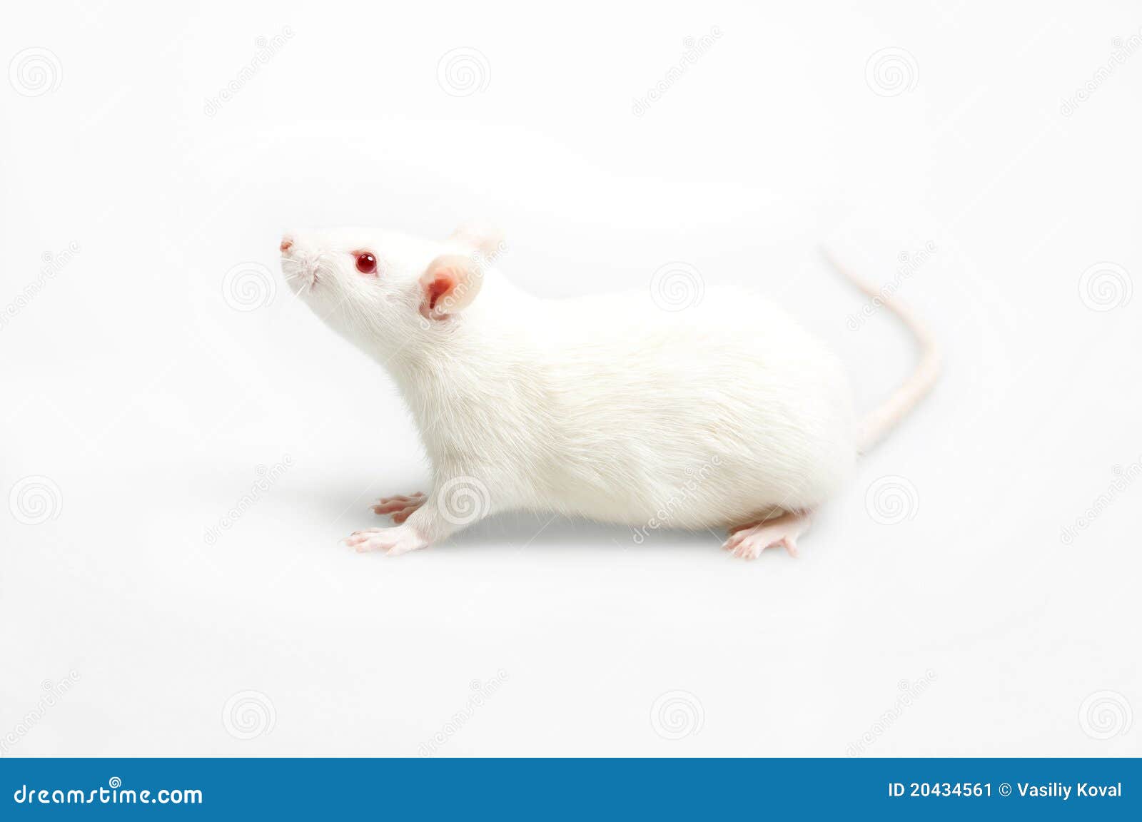 Rat blanc image stock. Image du isolement, rouge, mignon - 20434561
