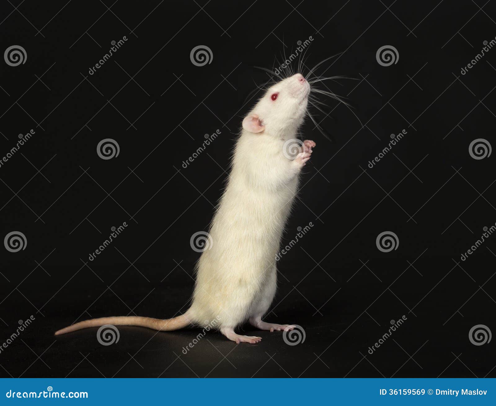 Rat blanc debout image stock. Image du favori, rester - 36159569