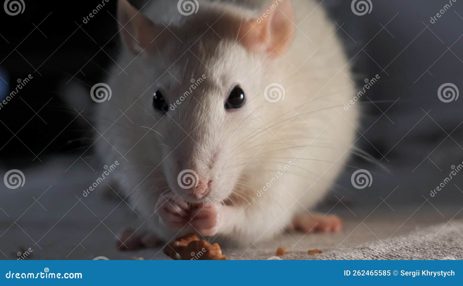 Rat Blanc Domestique Mangeant Les Graines Image stock - Image du ...