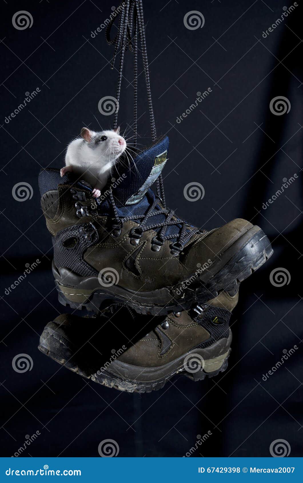 Rat in a boot. stock photo. Image of small, rodent, dark - 67429398