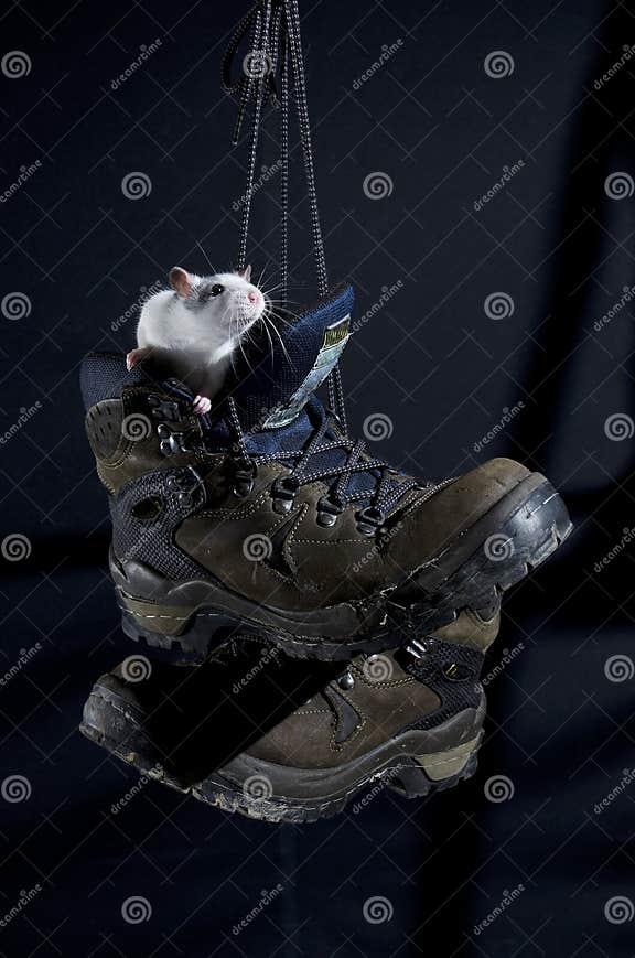Rat in a boot. stock photo. Image of small, rodent, dark - 67429398