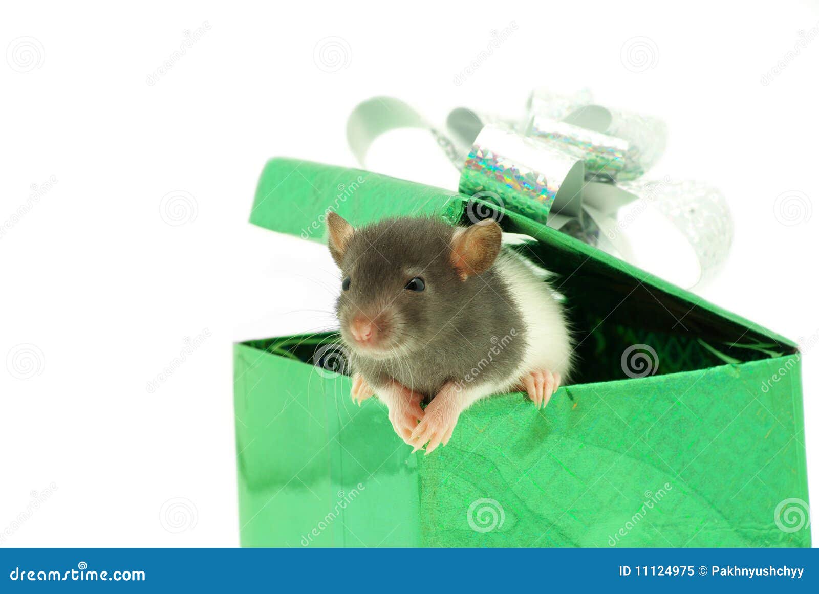 Rat in box stock image. Image of isolated, white, mammal - 11124975