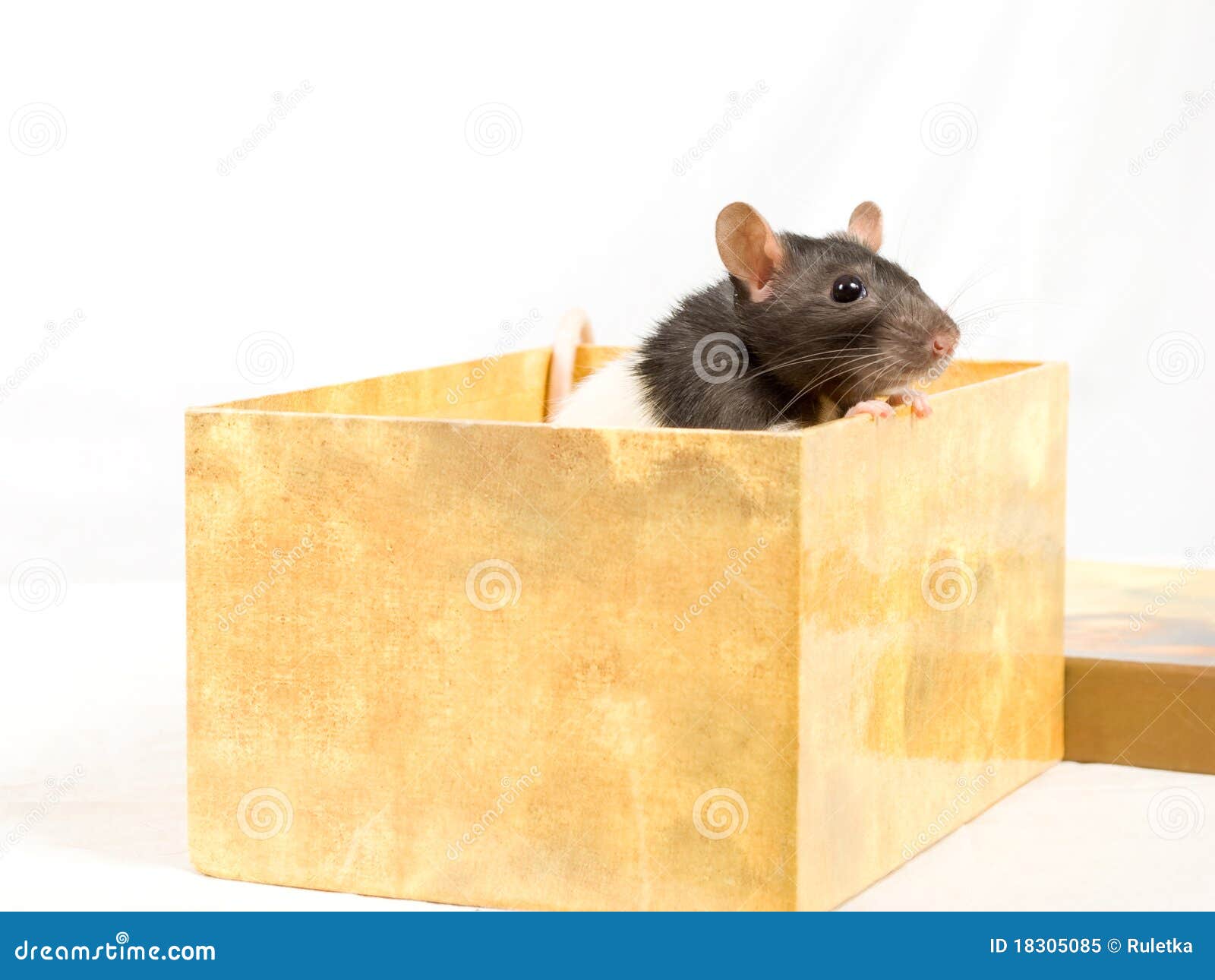 Rat In A Box. Royalty Free Stock Photo - Image: 18305085