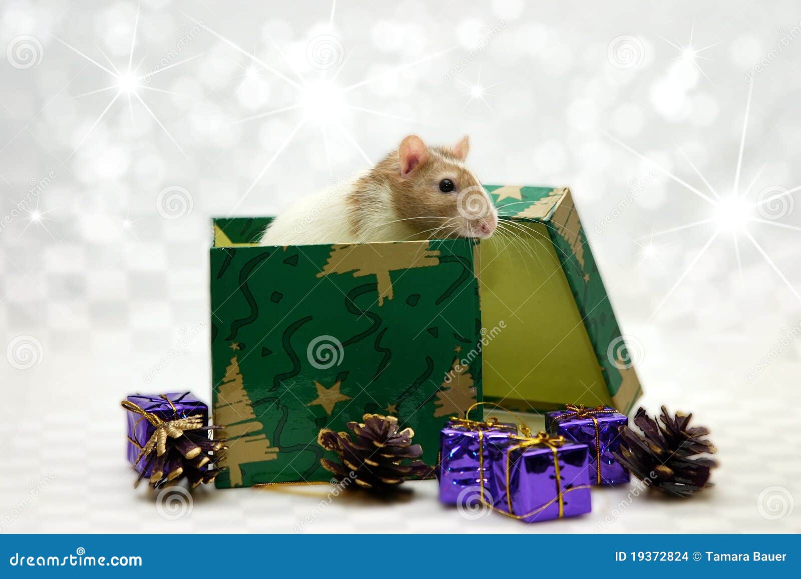 Rat in box stock photo. Image of decoration, holiday - 19372824