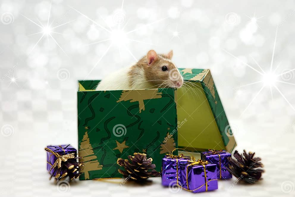 Rat in box stock photo. Image of decoration, holiday - 19372824