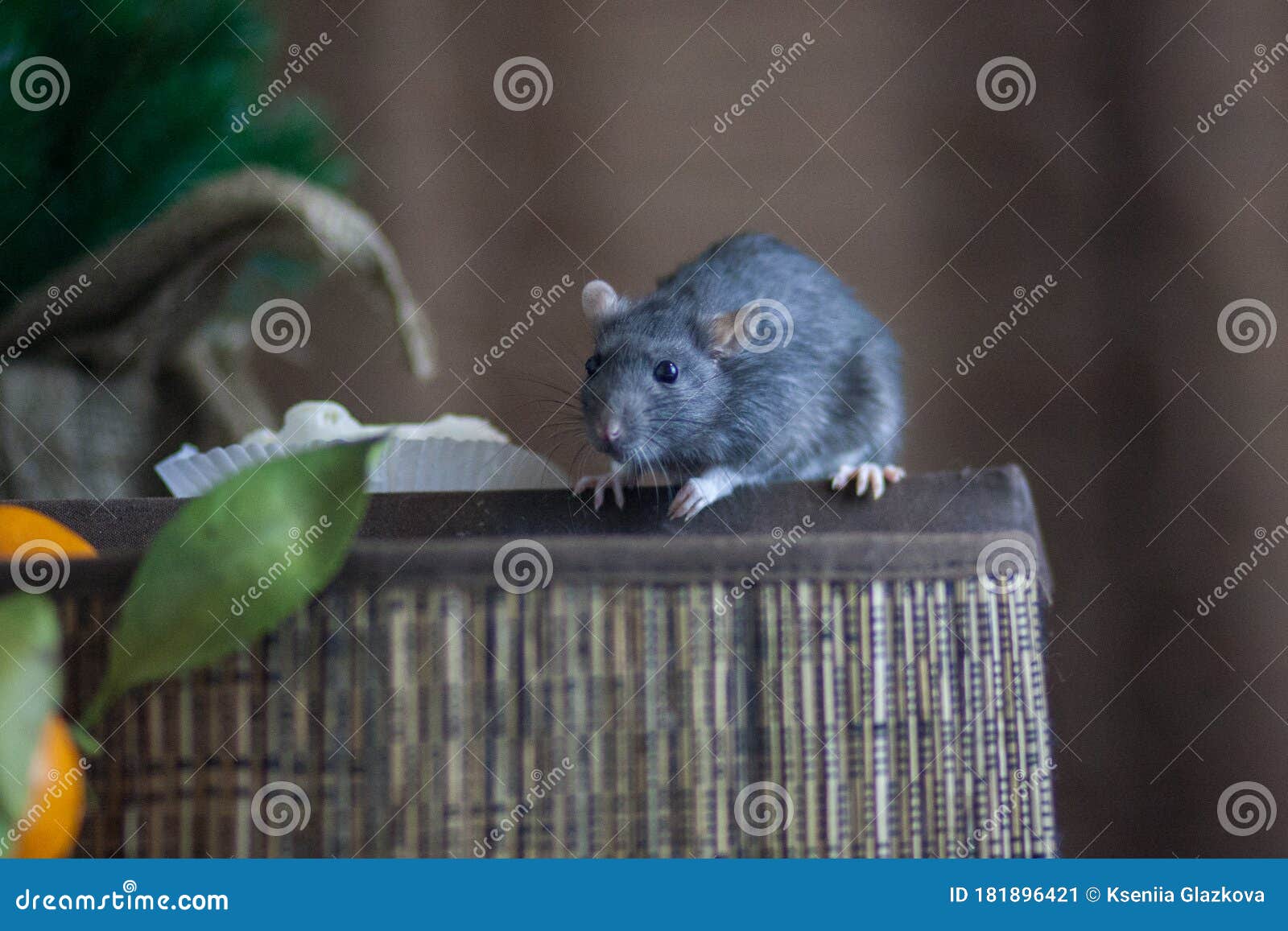 Rat in the Box. Nimble and Fast Mouse Stock Image - Image of laboratory ...