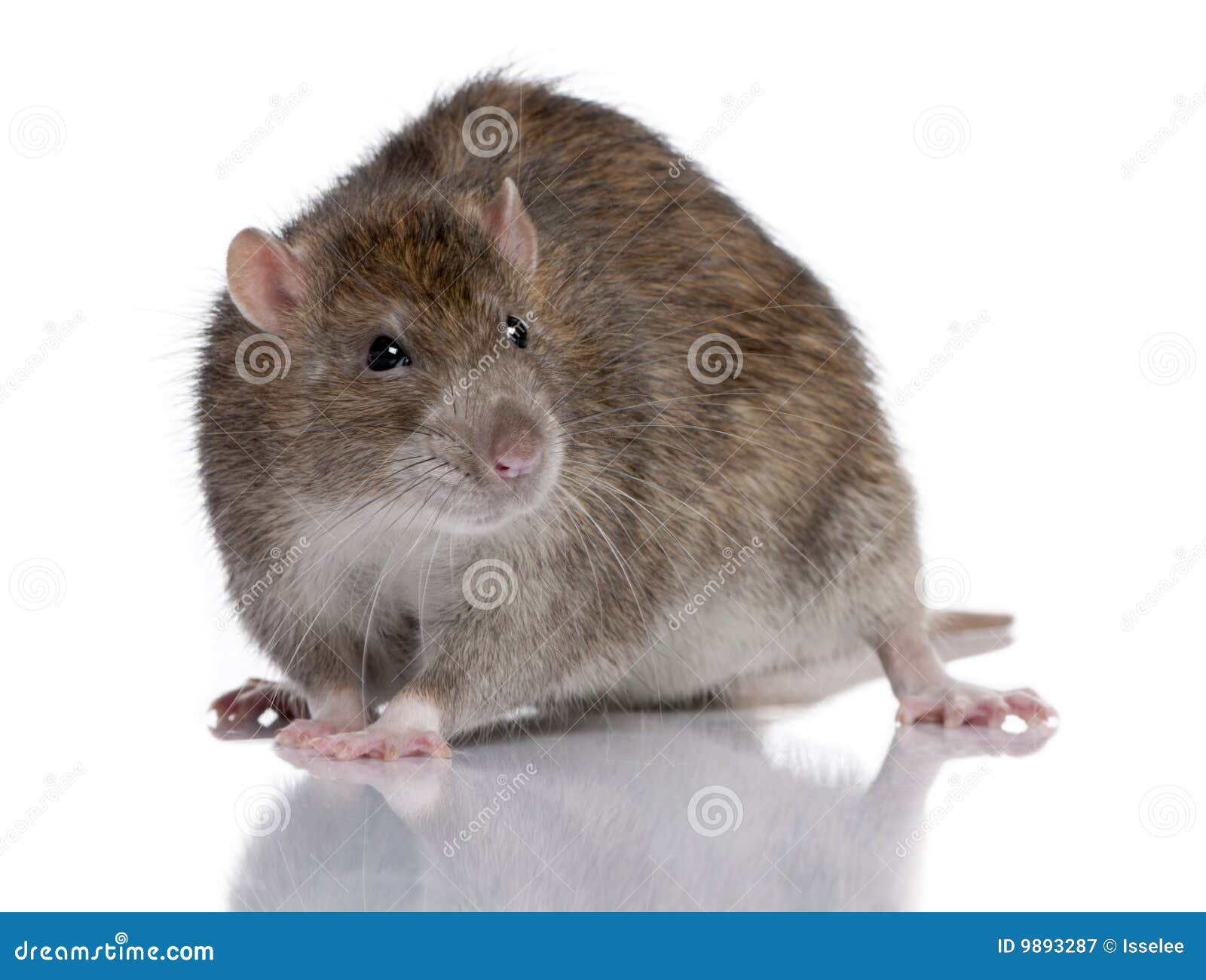 Rat brun image stock. Image du parasite, fond, fourrure - 9893287