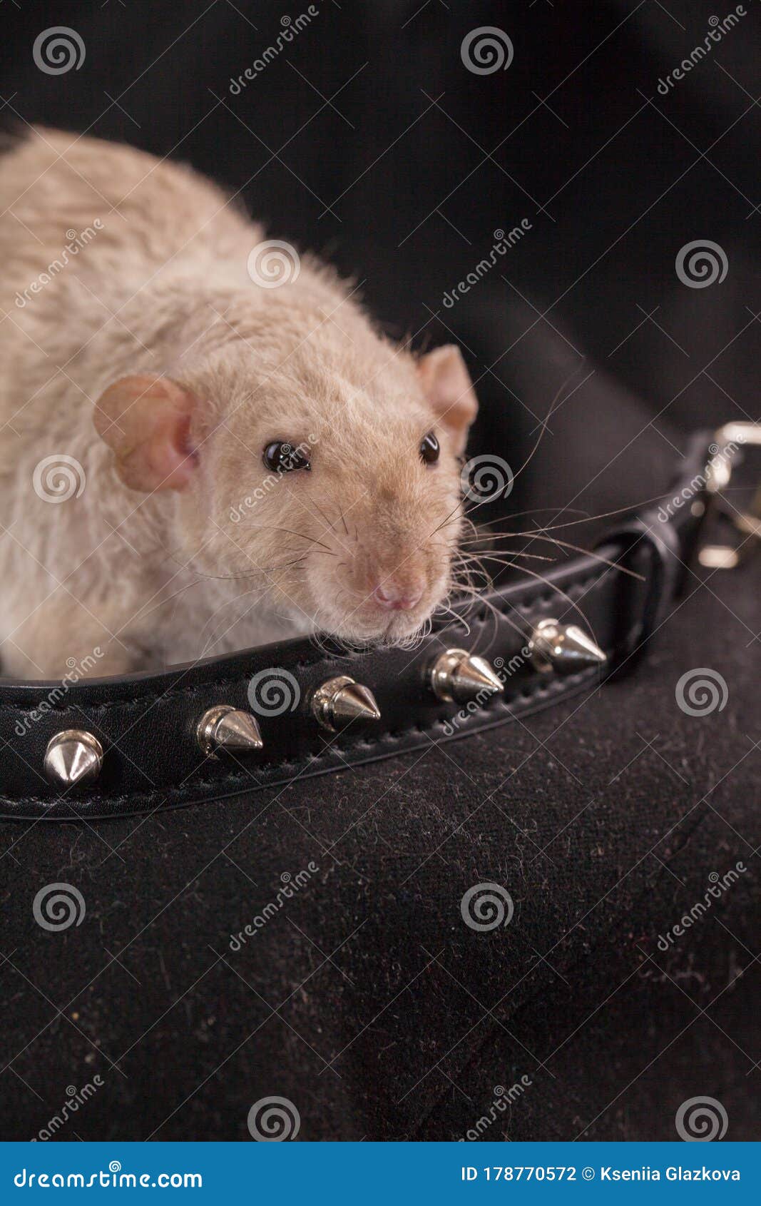 Rat is a Brutal Man. on a Dark Contrasting Stock Photo - Image of ...