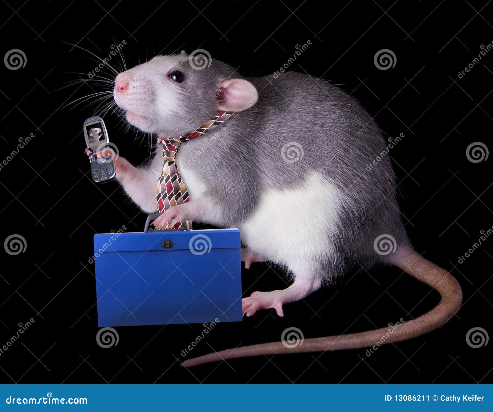647 Rat Businessman Stock Photos - Free & Royalty-Free Stock Photos ...