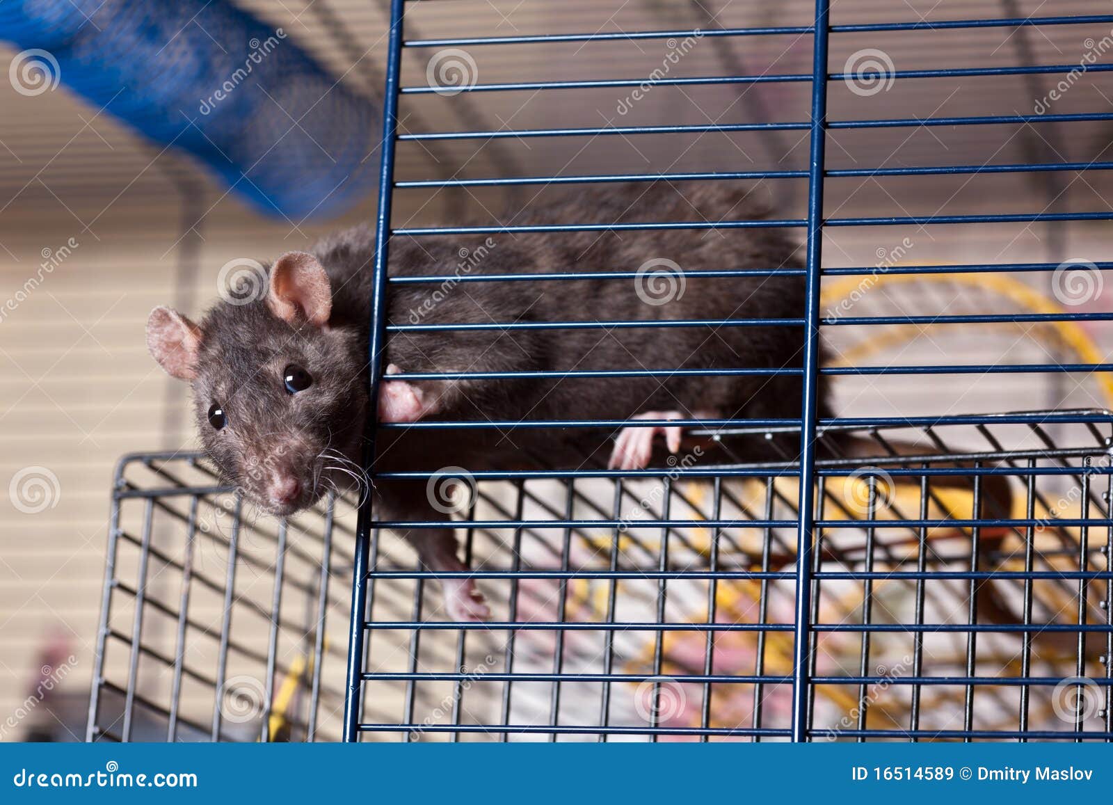 Rat in a cage stock image. Image of house, cute, rodent - 16514589