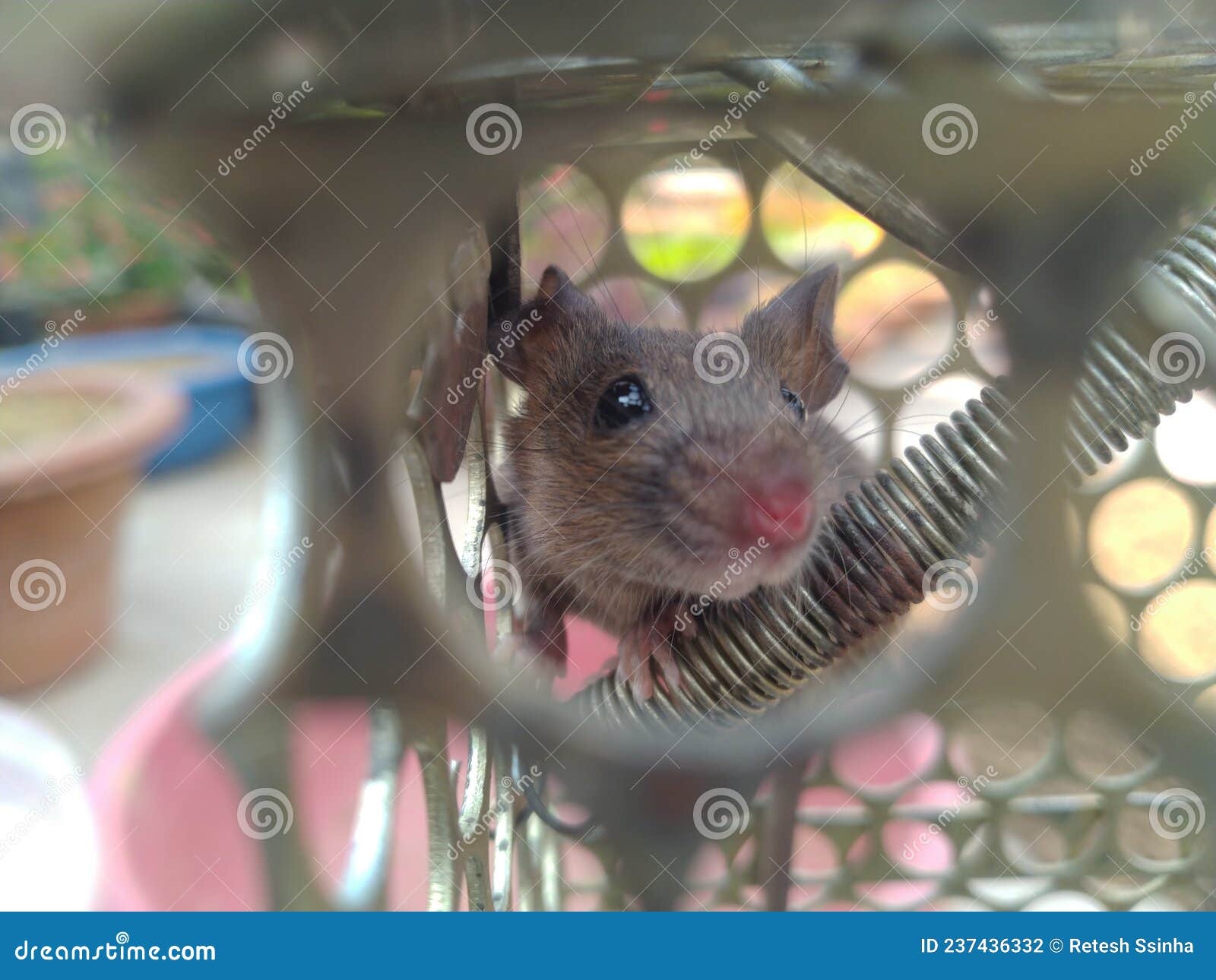 Rat in the cage stock photo. Image of rabbit, monkey - 237436332