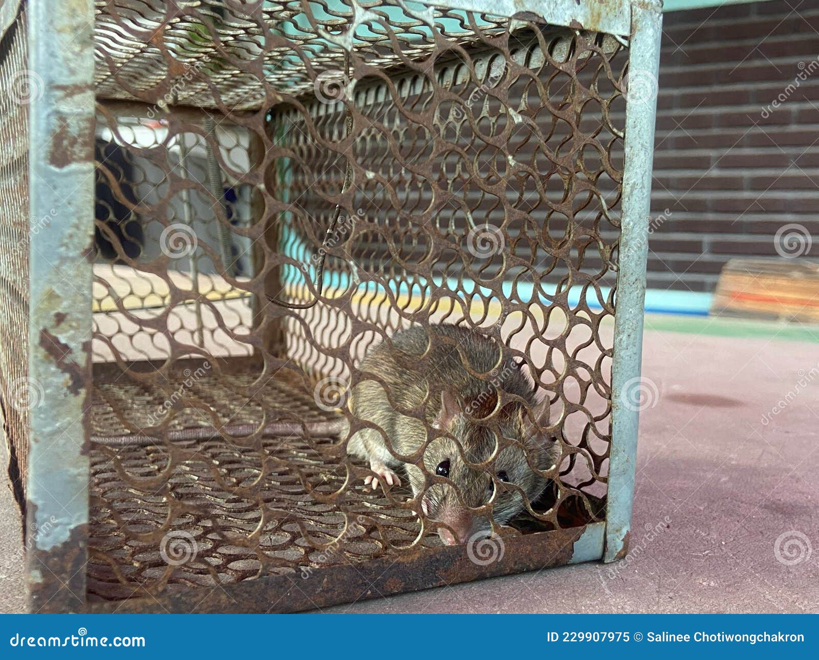 Close-up Mice or Rat Caught in a Trap. , Rat in a Spring-trap. Stock ... Close-up Mice or Rat Caught in a Trap. , Rat in a Spring-trap. Stock ...