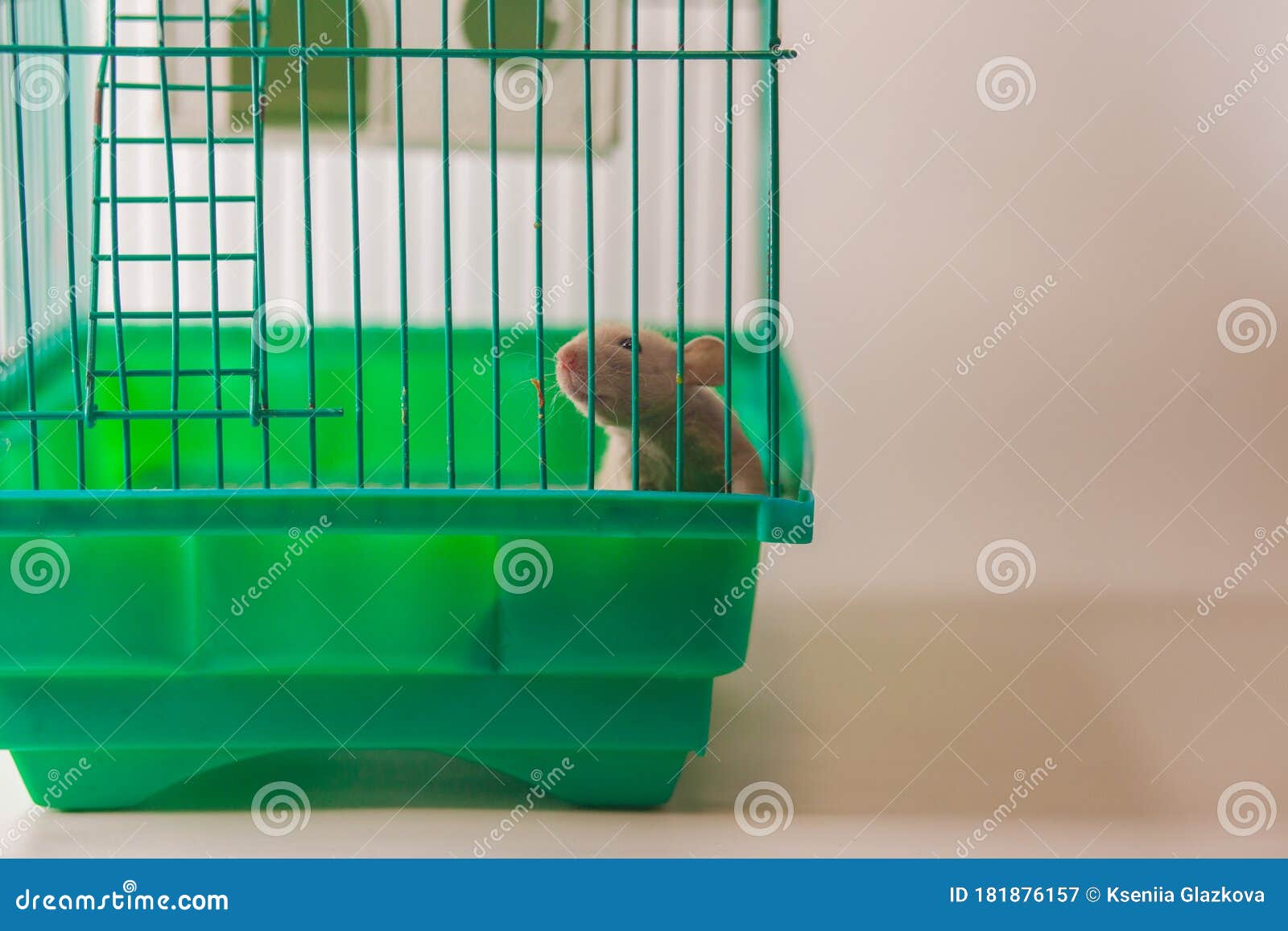 Rat with a Cage. Cute Mouse in a Colored Stock Image - Image of year ...