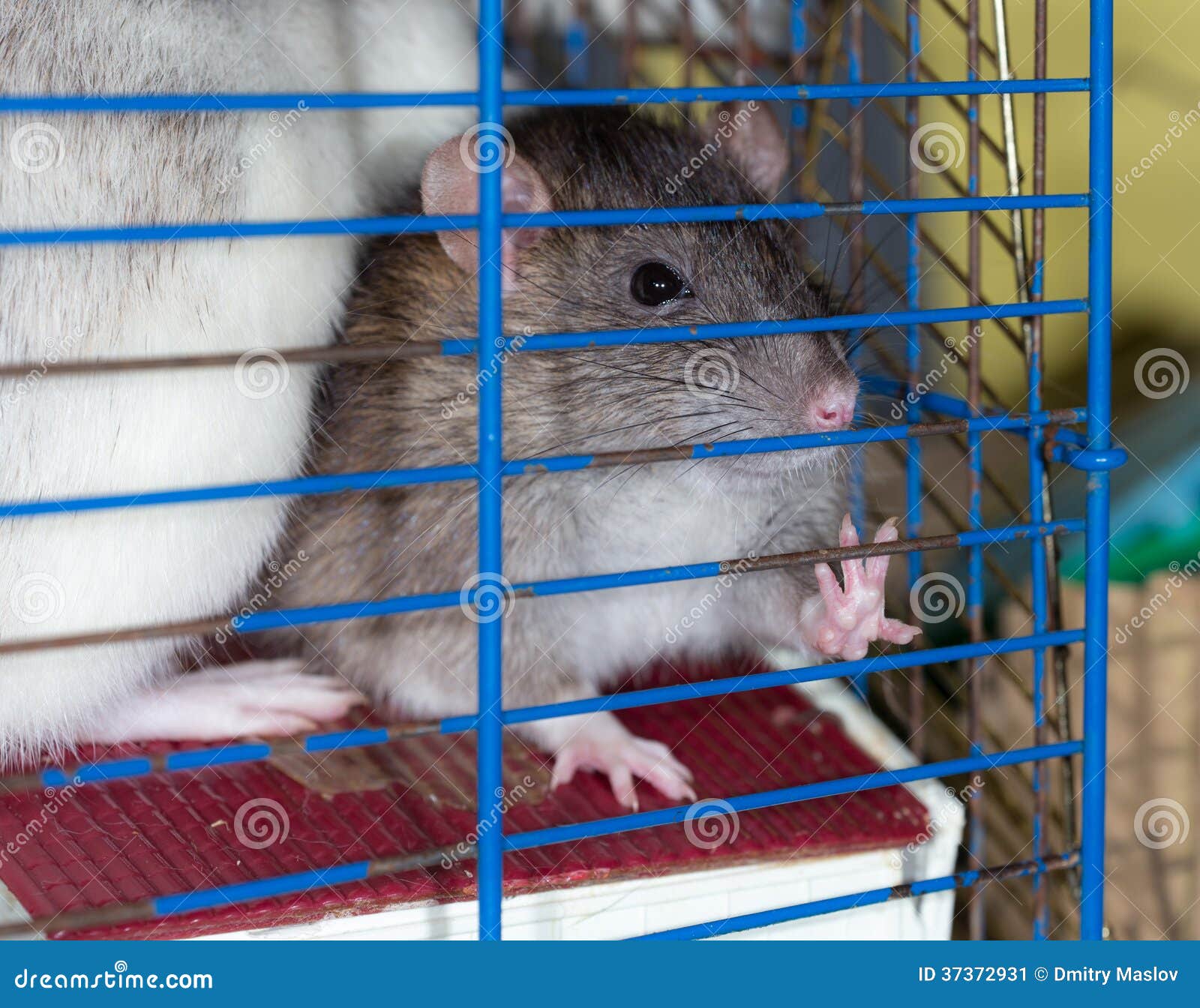 Rat in a cage stock image. Image of brown, mammals, snout - 37372931