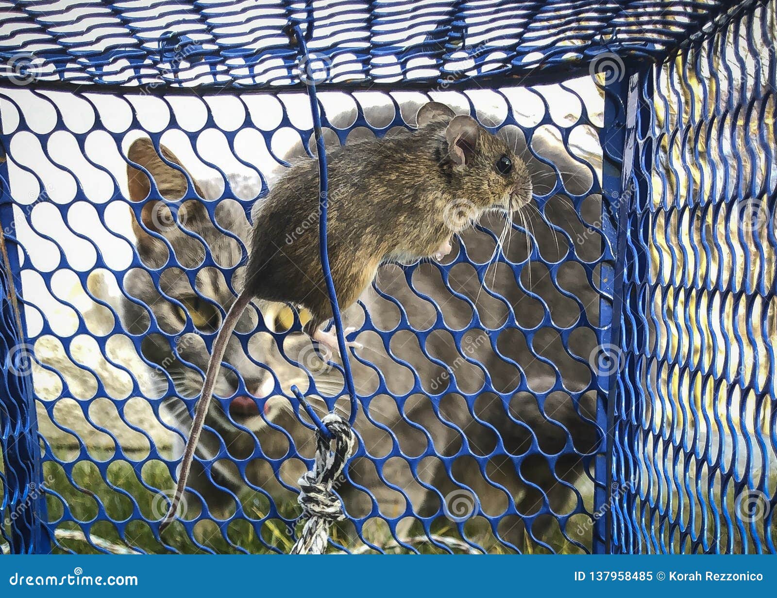 Rat in a Cage and Happy Cat Stock Image - Image of power, playful ...