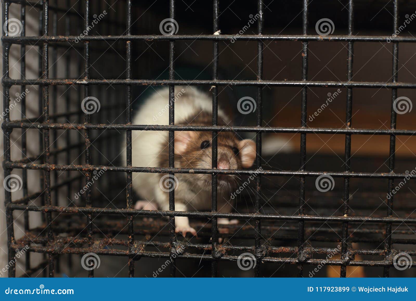 Rat in cage stock image. Image of cute, water, nature - 117923899