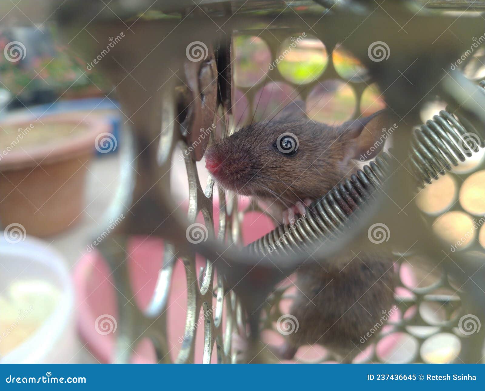 Rat in the cage stock image. Image of wildlife, gerbil - 237436645