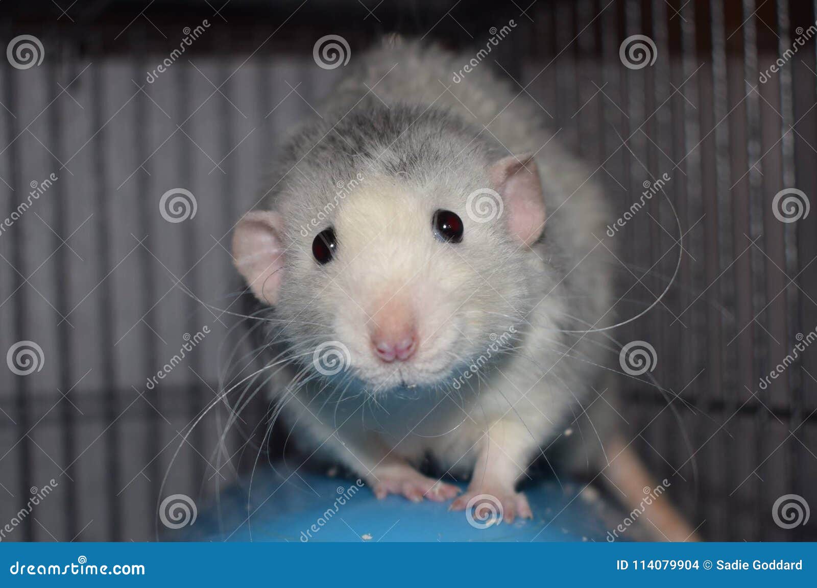 Roan dumbo rat stock photo. Image of cage, animal, curly - 114079904