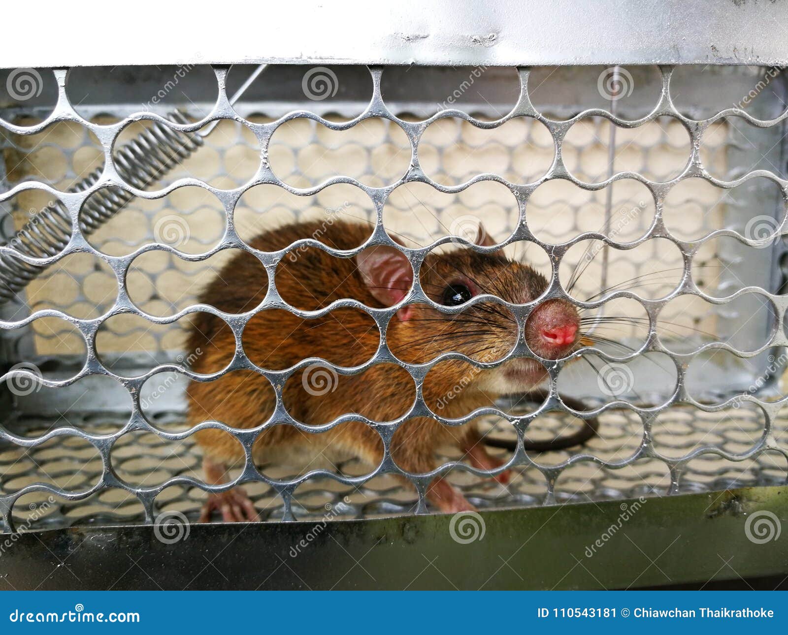Rat in the cage trap. stock image. Image of jump, bait - 110543181