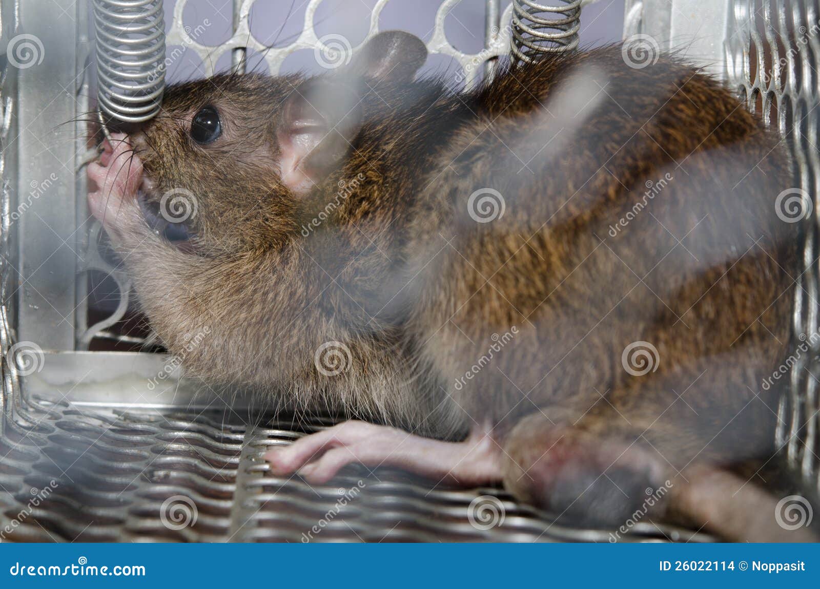 Rat in the caged stock photo. Image of trapped, animal - 26022114