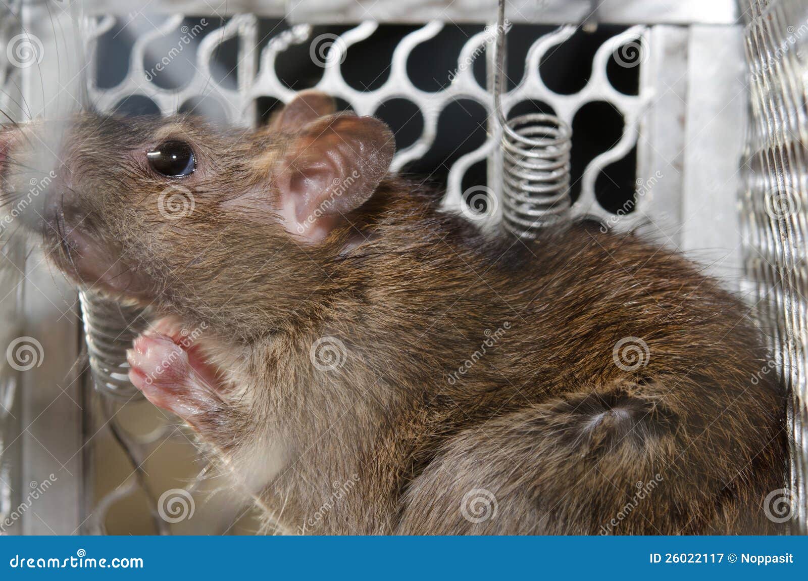 Rat in the caged stock image. Image of objects, animal - 26022117