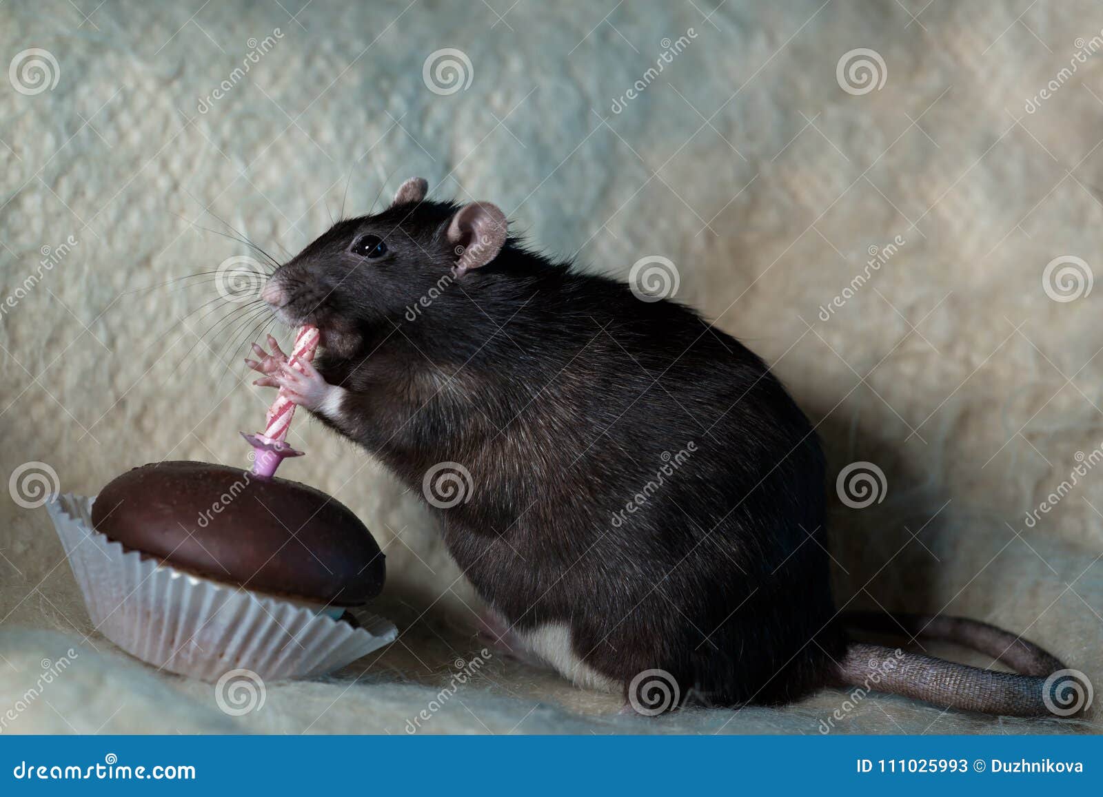 Overweight Mouse Eating Chocolate Stock Photos - Free & Royalty-Free ...