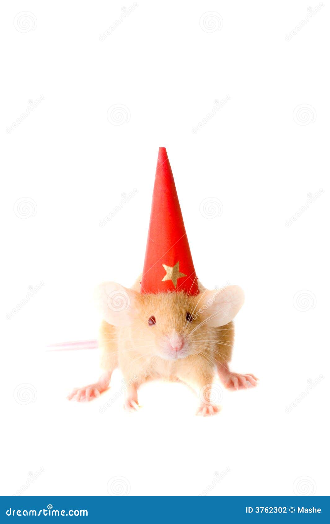 Rat in cap. stock photo. Image of december, shape, mouse - 3762302