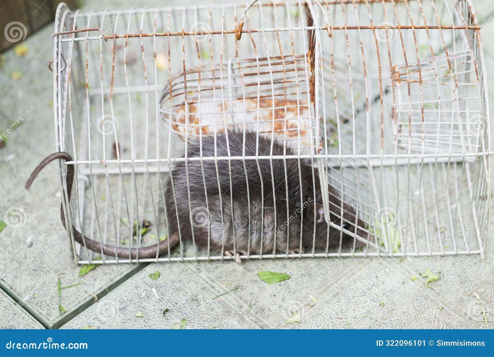 Rat captured in a cage stock image. Image of infestation - 322096101