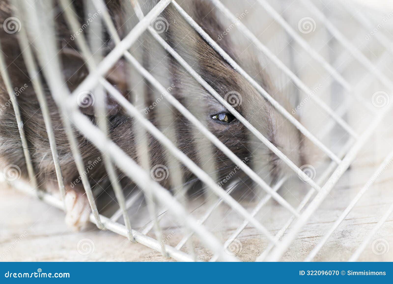 Rat Captured In A Cage Stock Photography | CartoonDealer.com #322096070