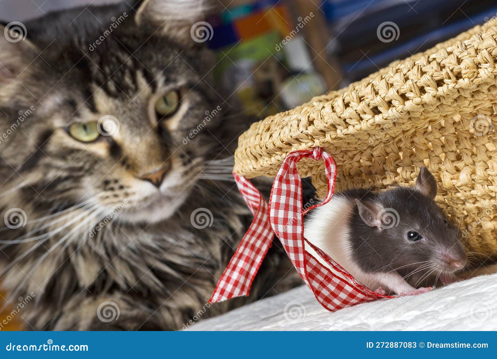 Rat and cat at home stock image. Image of friendship - 272887083