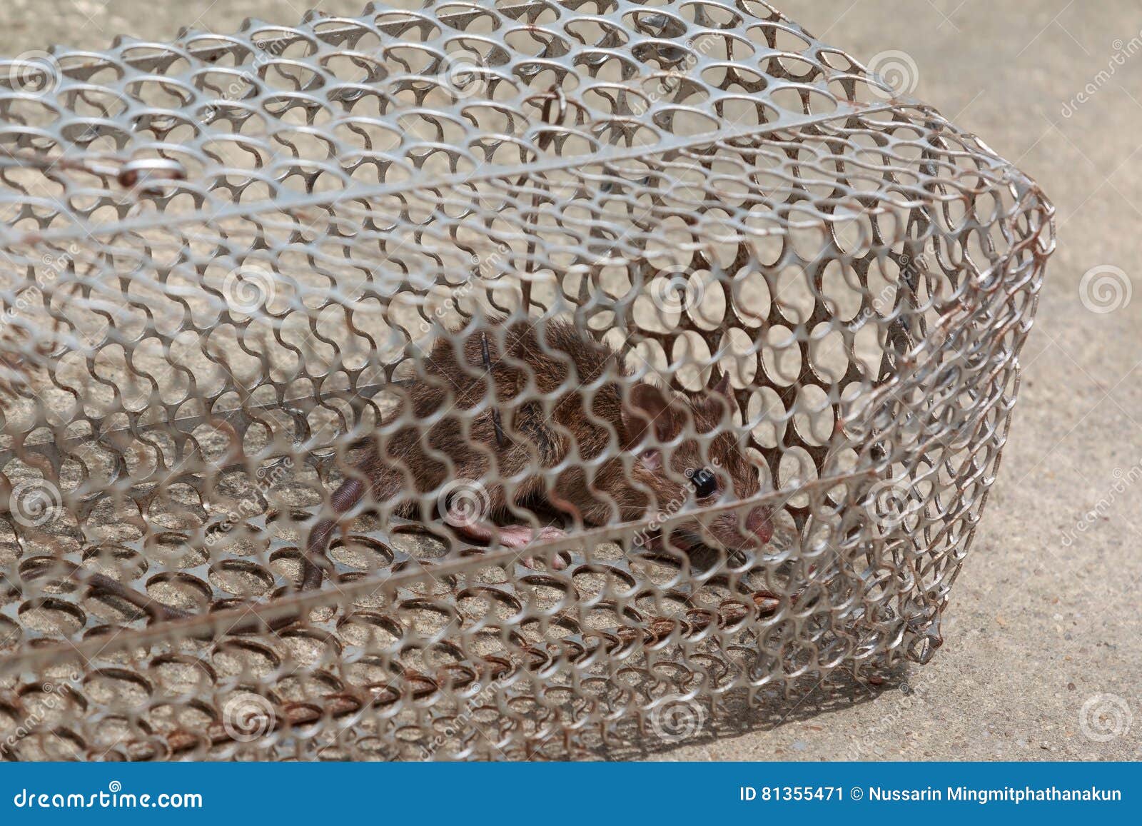 Rat Caught with Fear in Cage. Stock Image - Image of mice, disease ...