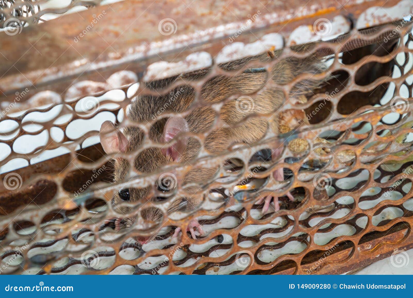 Rat Caught in a Mouse Trap Cage Stock Photo - Image of animal, home ... Rat Caught in a Mouse Trap Cage Stock Photo - Image of animal, home ...