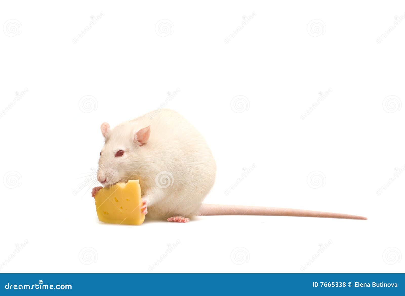 Rat with chees stock photo. Image of cheese, food, looking - 7665338