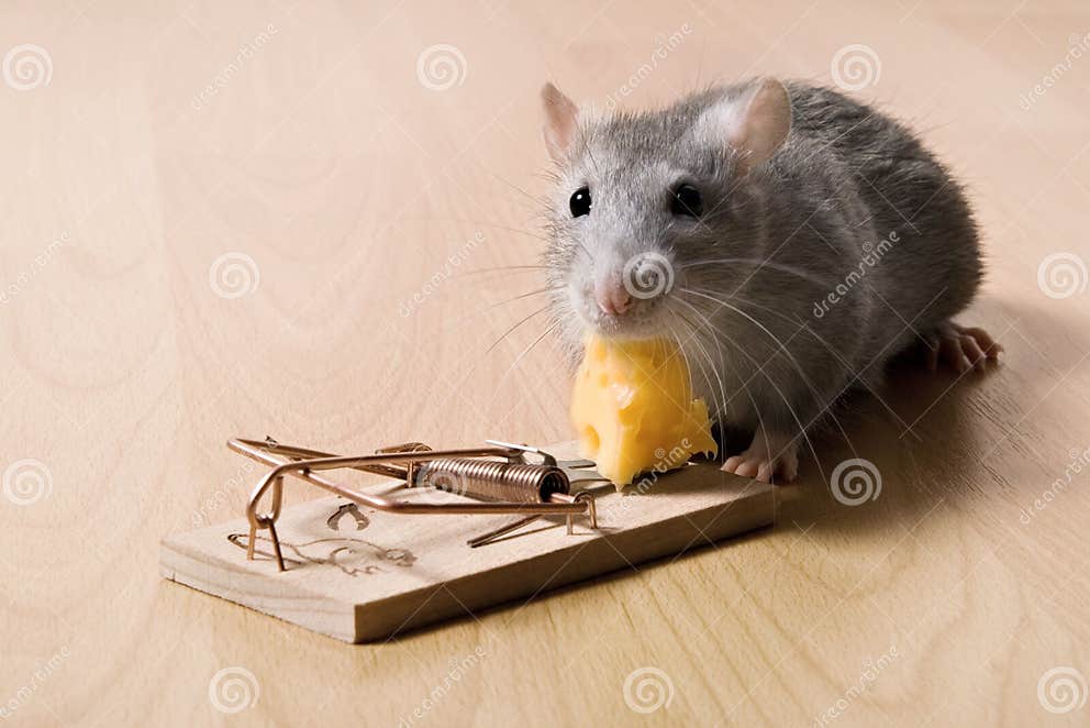 Rat and cheese stock image. Image of cheese, animal, nibble - 788959