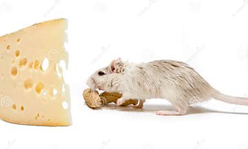 Rat and cheese stock photo. Image of funny, pest, nuts - 8249920