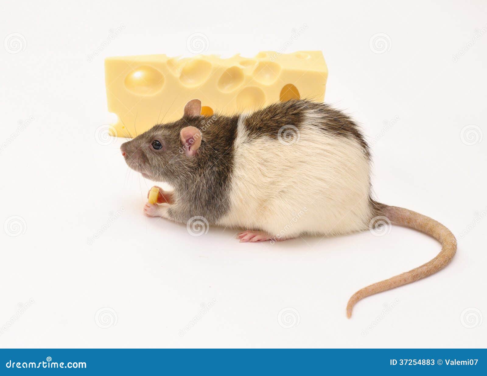 Rat and cheese stock image. Image of beast, nice, friends - 37254883