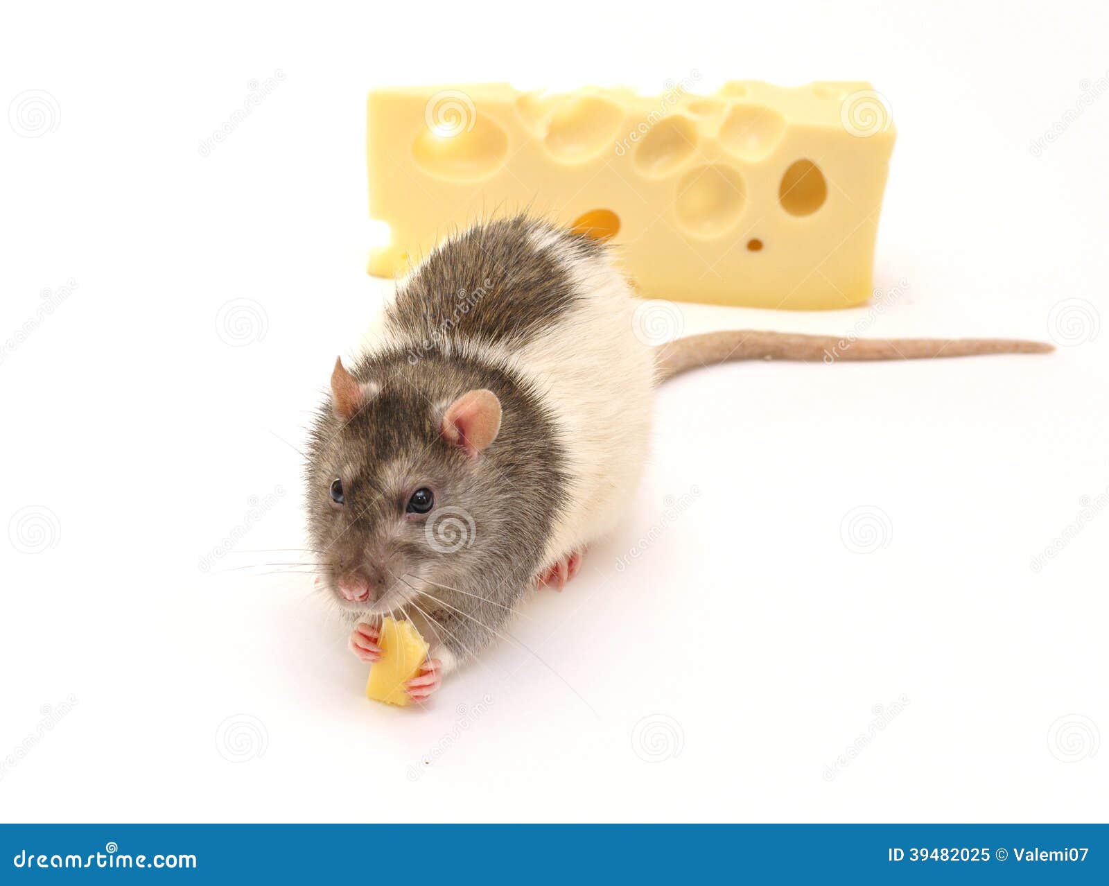 Rat and cheese stock image. Image of food, holes, breakfast - 39482025