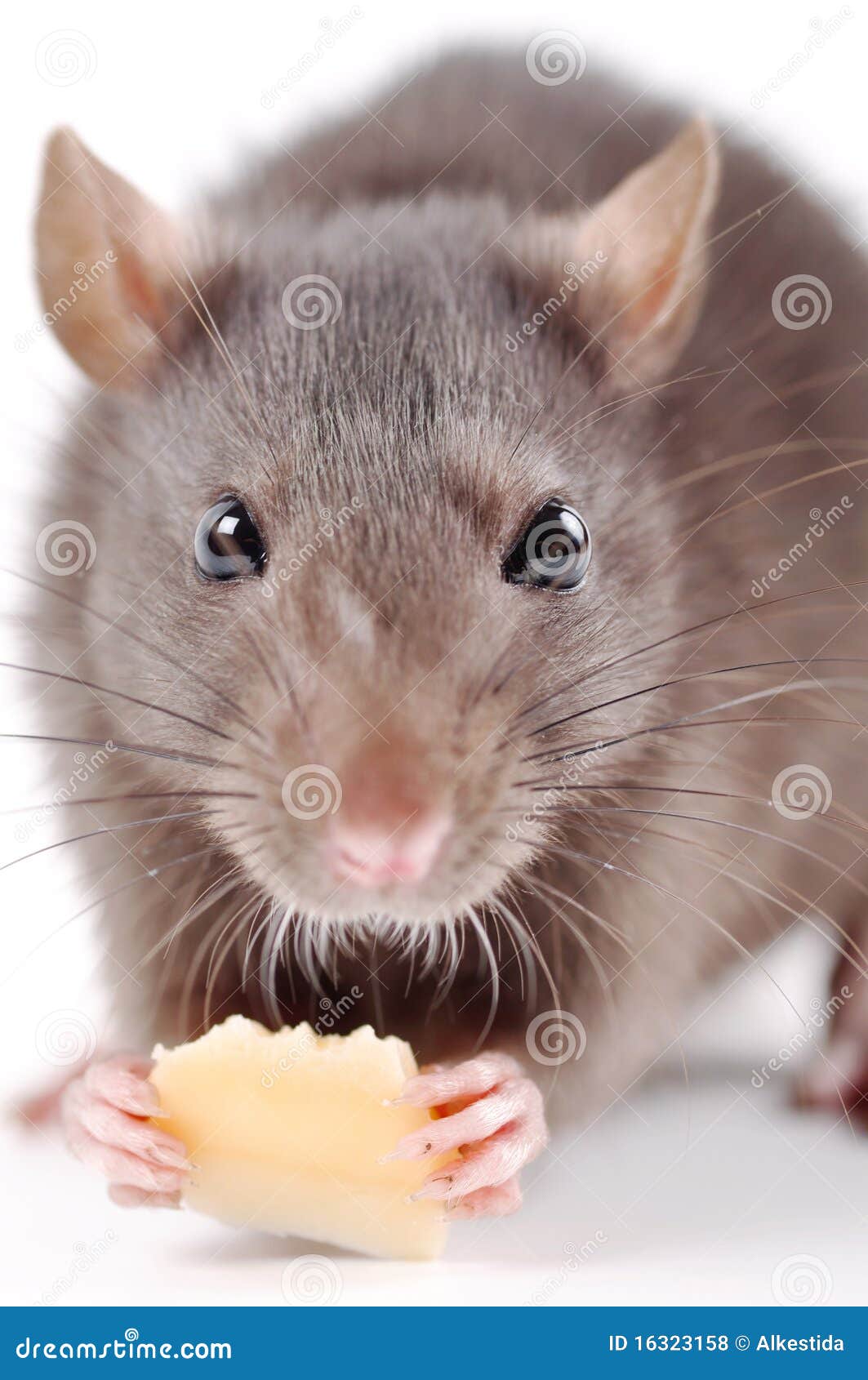 Rat with Cheese on a White Background Stock Photo - Image of bait, tail ...