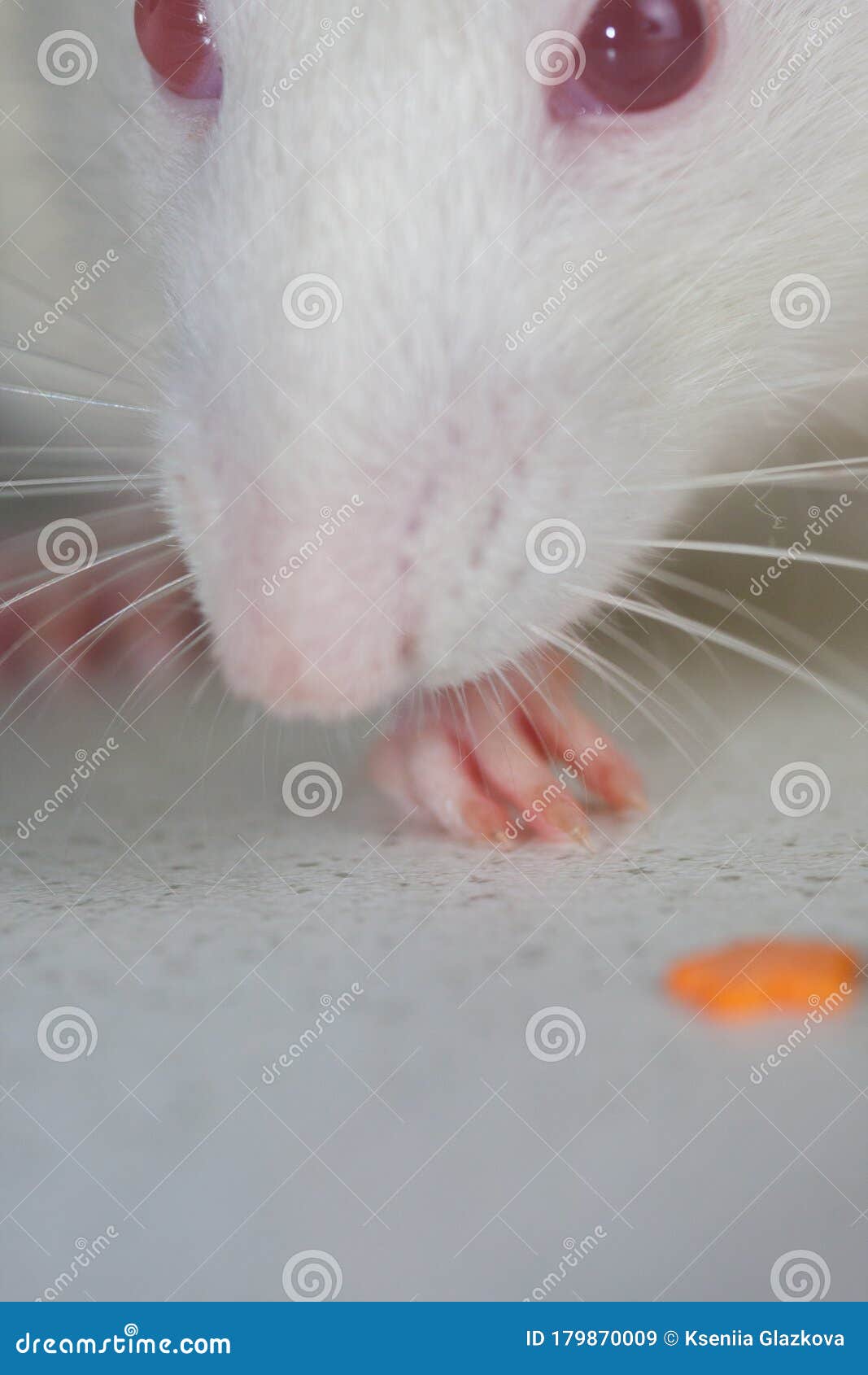 Rat and Cheese. White Lab Rat in Stock Image - Image of rest, friend ...