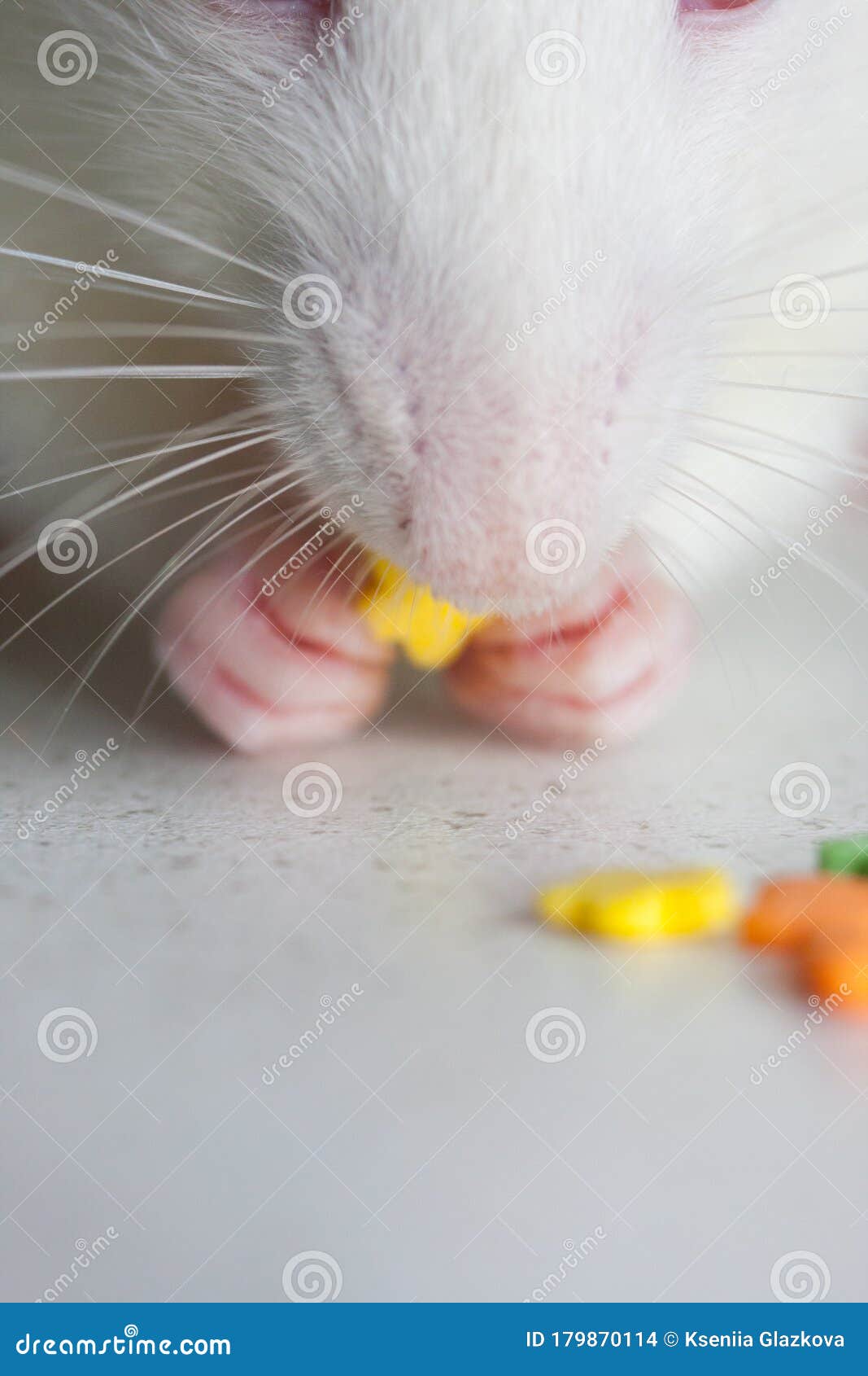 Rat and Cheese. White Lab Rat in Stock Photo - Image of experimental ...
