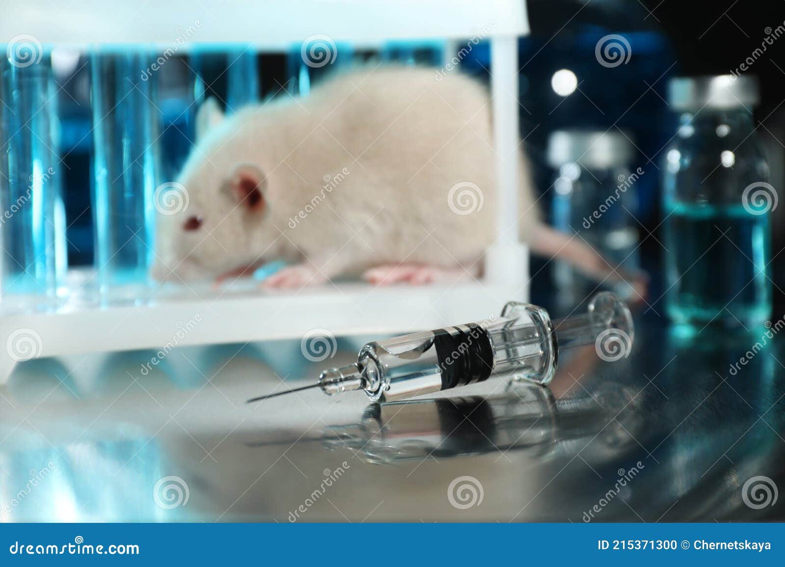 Rat in Chemical Laboratory, Focus on Syringe. Animal Testing Stock ...